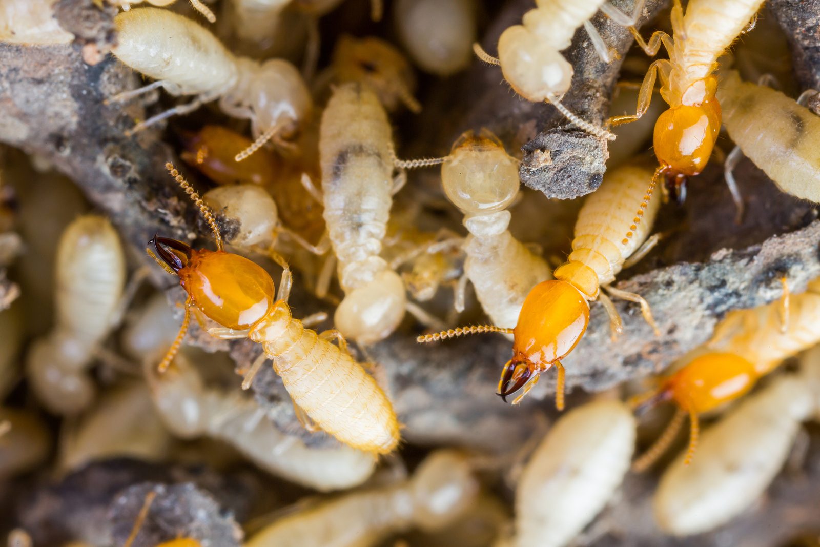 Termite ( Deemak , demak ) Control in LahorePunjab, Pakistan. - Best ...